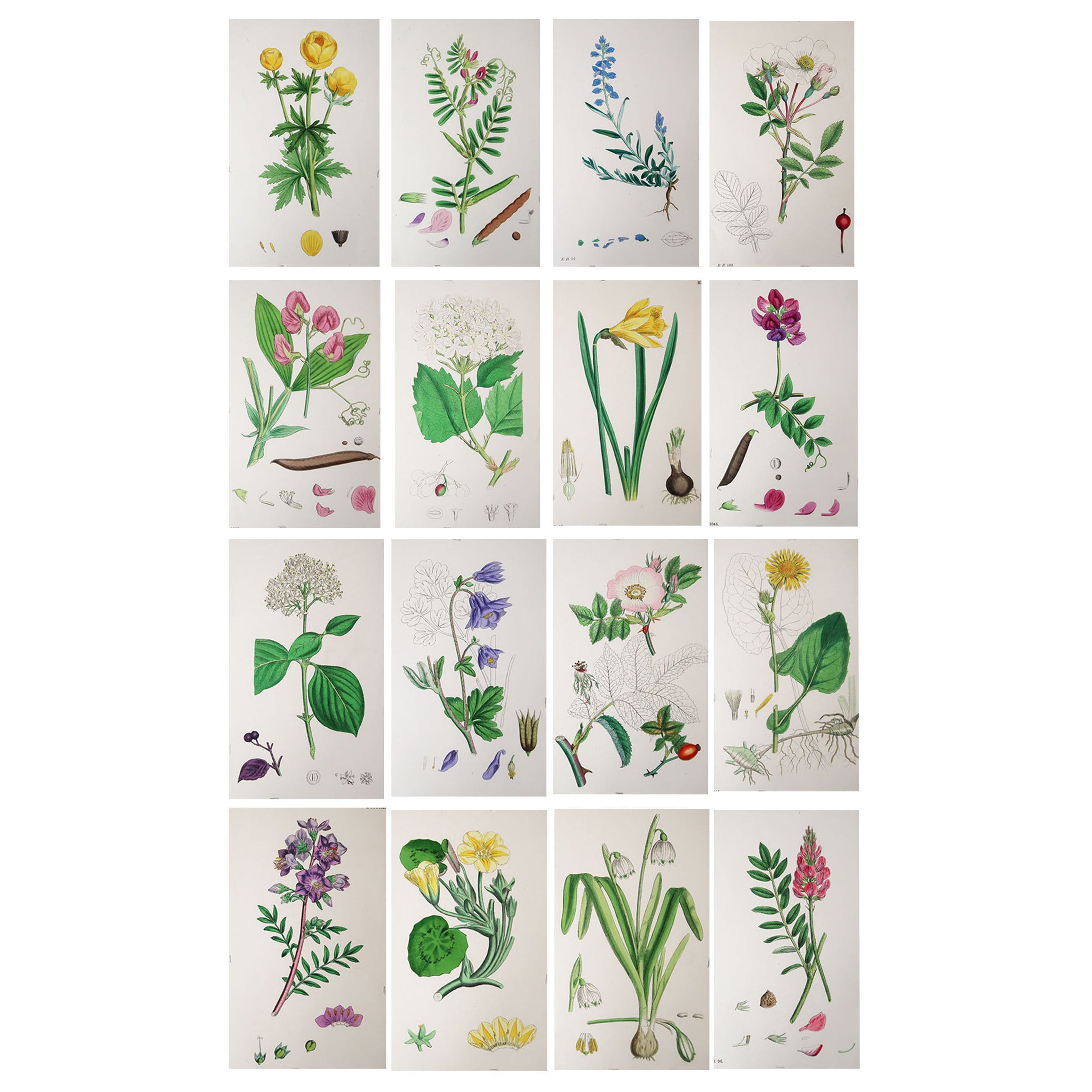 Set of 16 Original Antique Botanical Prints 'Roses', circa 1850 For ...