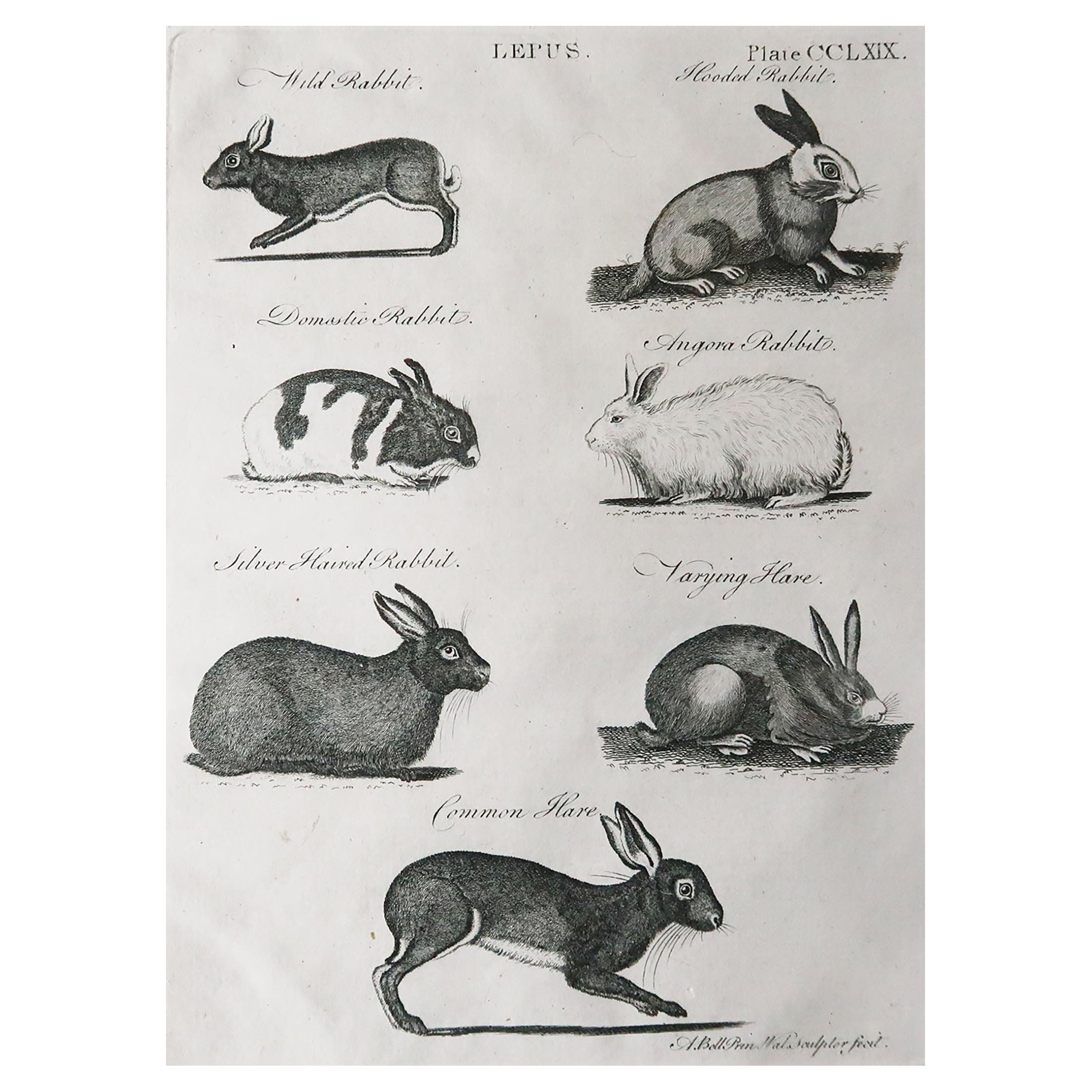 Original Antique Print of Rabbits, Circa 1790 at 1stDibs