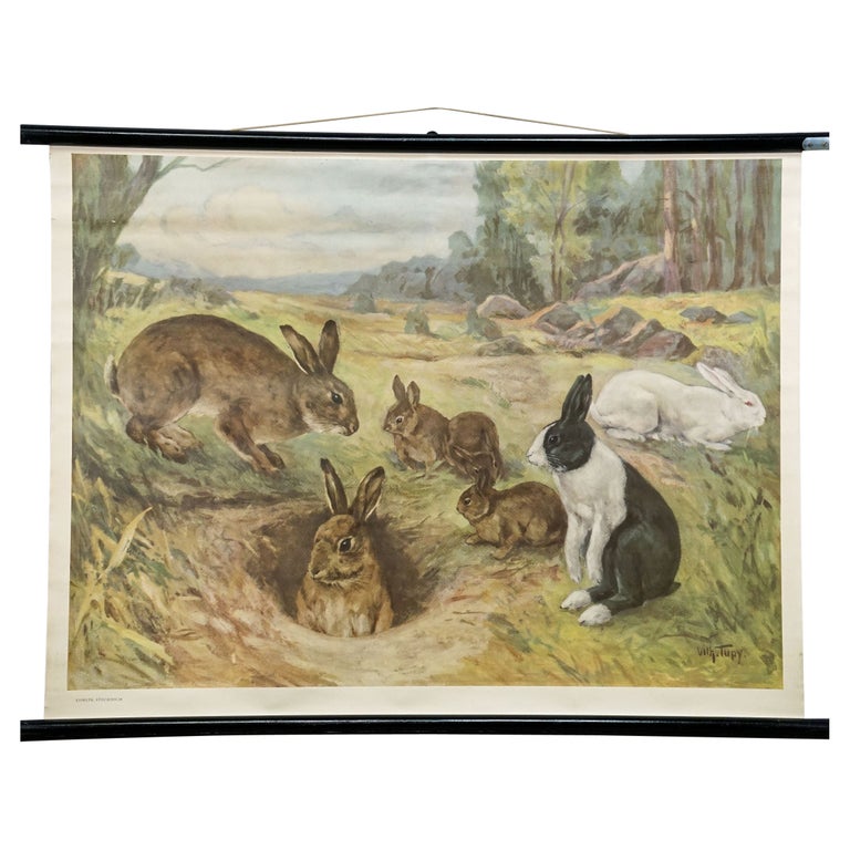 Vintage Mural Rollable Animal Wall Chart Rabbit Bunny Poster at 1stDibs