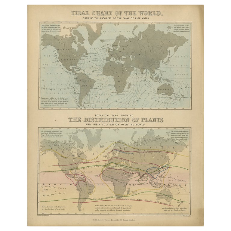 Antique Tidal Chart and Botanical Map, 1843 For Sale at 1stDibs