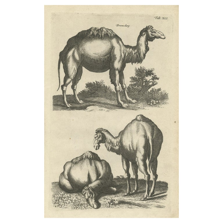 Rare Antique Engraving of a Dromedary, 1657 For Sale at 1stDibs