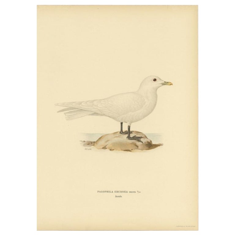 Antique Bird Print of the Ivory Gull, 1929 For Sale at 1stDibs