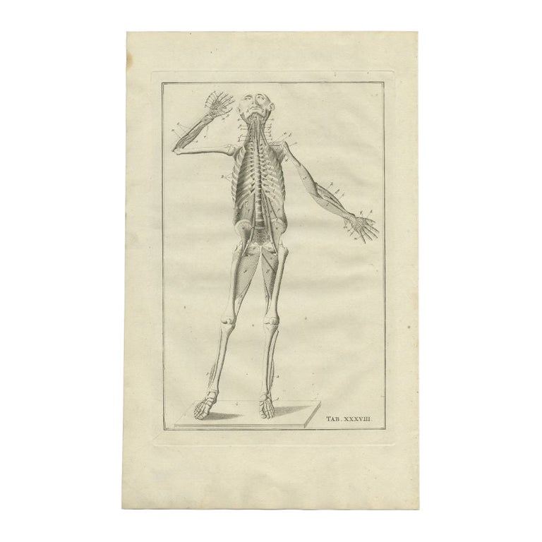 Antique Anatomy Print of the Human Skeleton, 1798 For Sale at 1stDibs