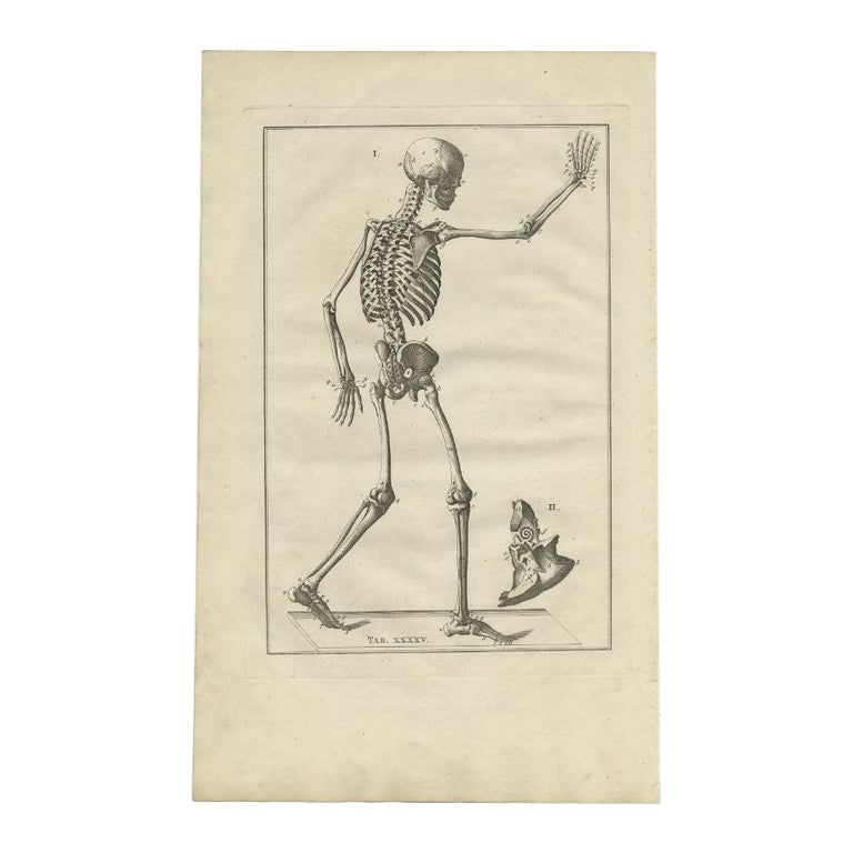 Impression ancienne d'anatomie de l'os squelet humain, 1798 En vente ...