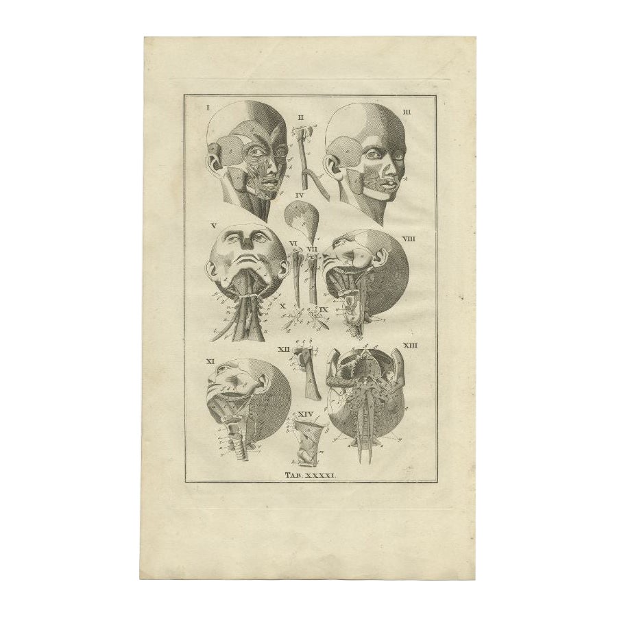 Antique Anatomy Print of the Head and Neck, 1798 For Sale at 1stDibs