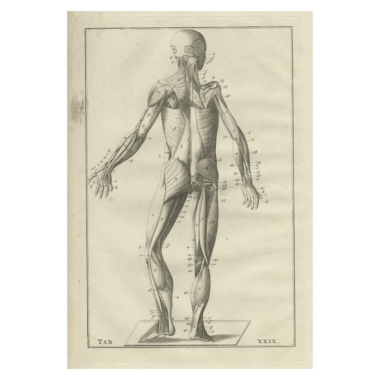 Antique Anatomy Print of the Muscular System, 1798 For Sale at 1stDibs