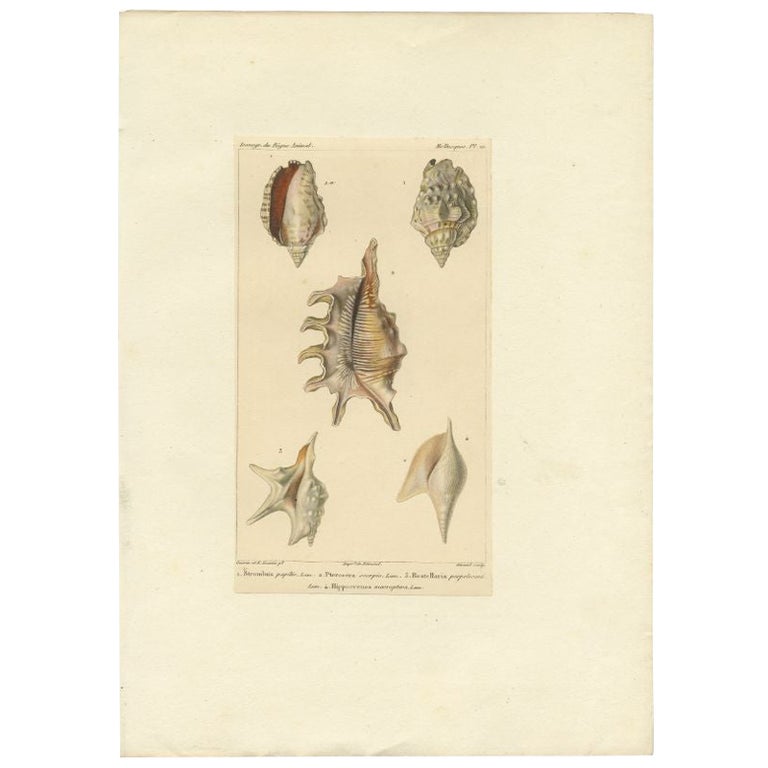 Original Antique Print of Various Conch Shells, c.1829 For Sale at 1stDibs