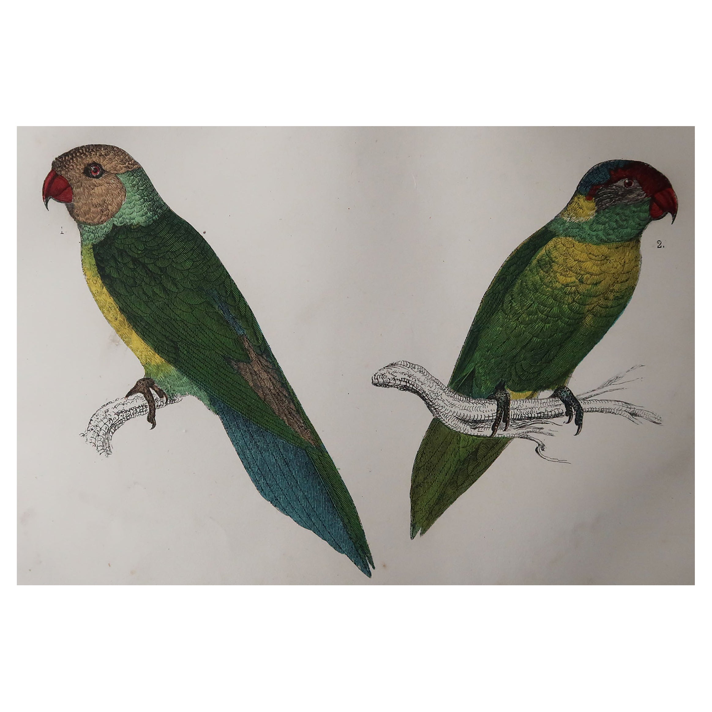 Original Antique Print of Parrots, 1847 'Unframed' at 1stDibs
