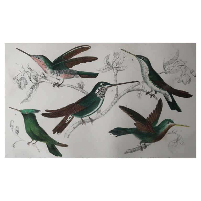 Original Antique Print of Hummingbirds, 1847, Unframed at 1stDibs