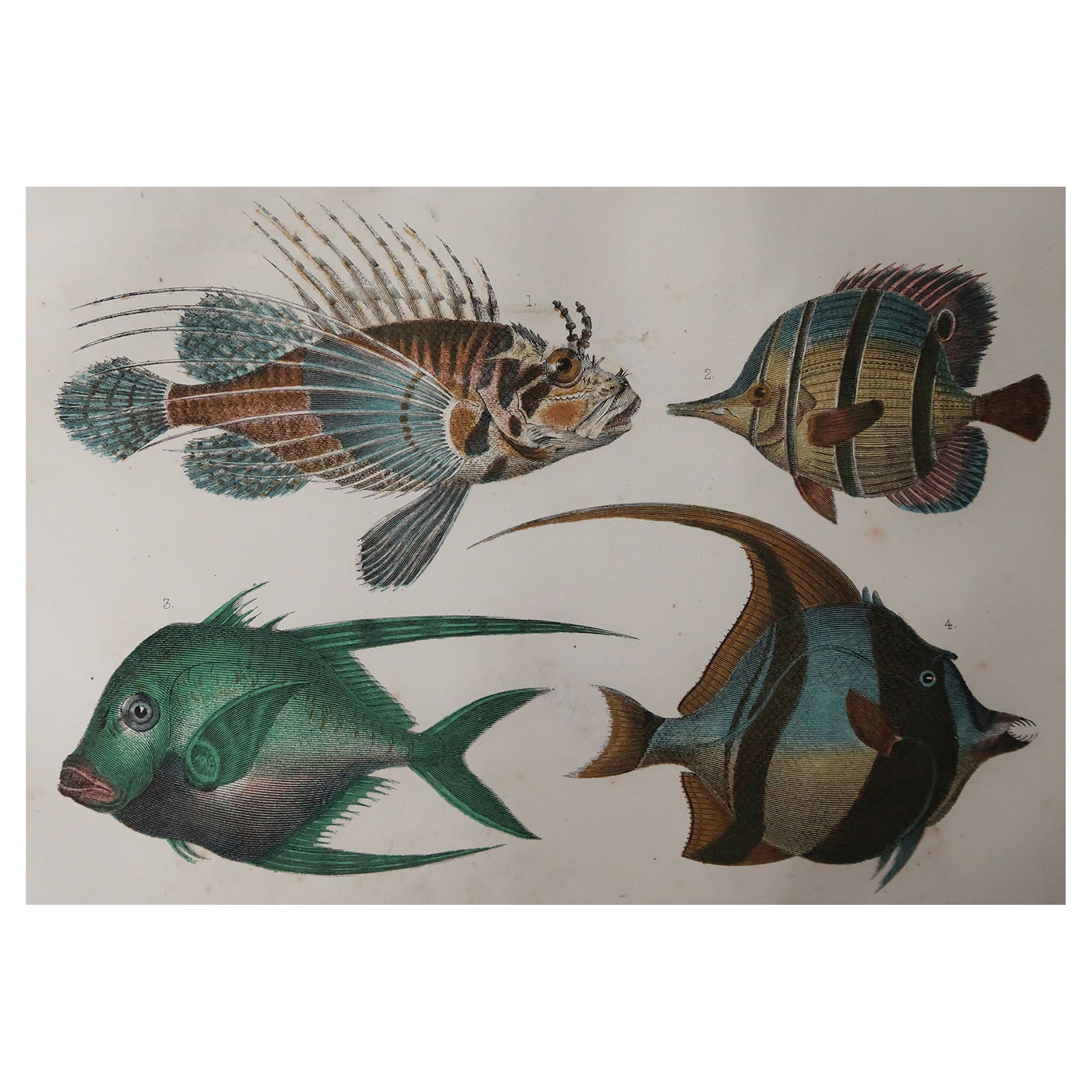 Original Antique Print of Fish, 1847 'Unframed' For Sale at 1stDibs