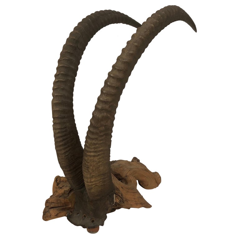 Large Sable Antelope Trophy Mount Set on a Driftwood Base For Sale at ...