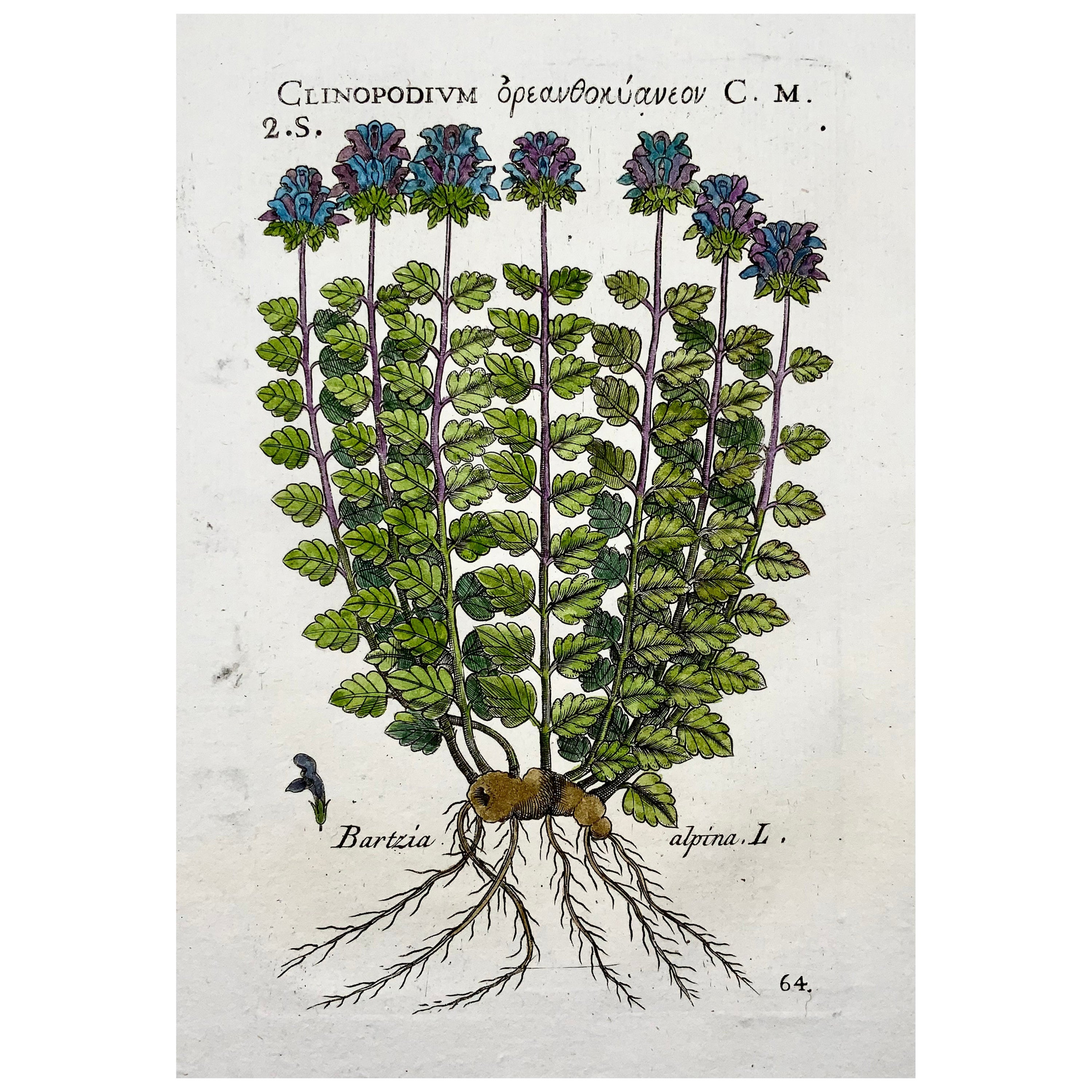 Anna Vaiana, Floral Bouquet in Vase, Quarto Engraving, Botany For Sale ...