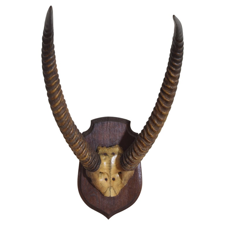 African Reedbuck Mount on Shaped Oak Plaque, Early 20th Century For ...
