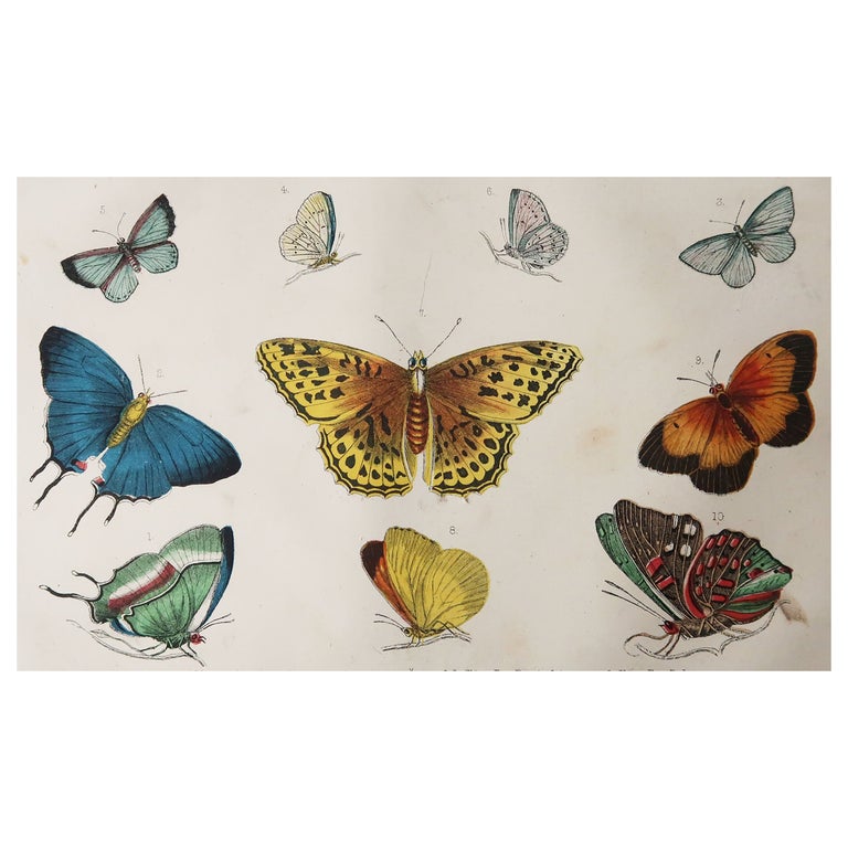 Original Antique Print of Butterflies, circa 1850, Unframed For Sale at ...