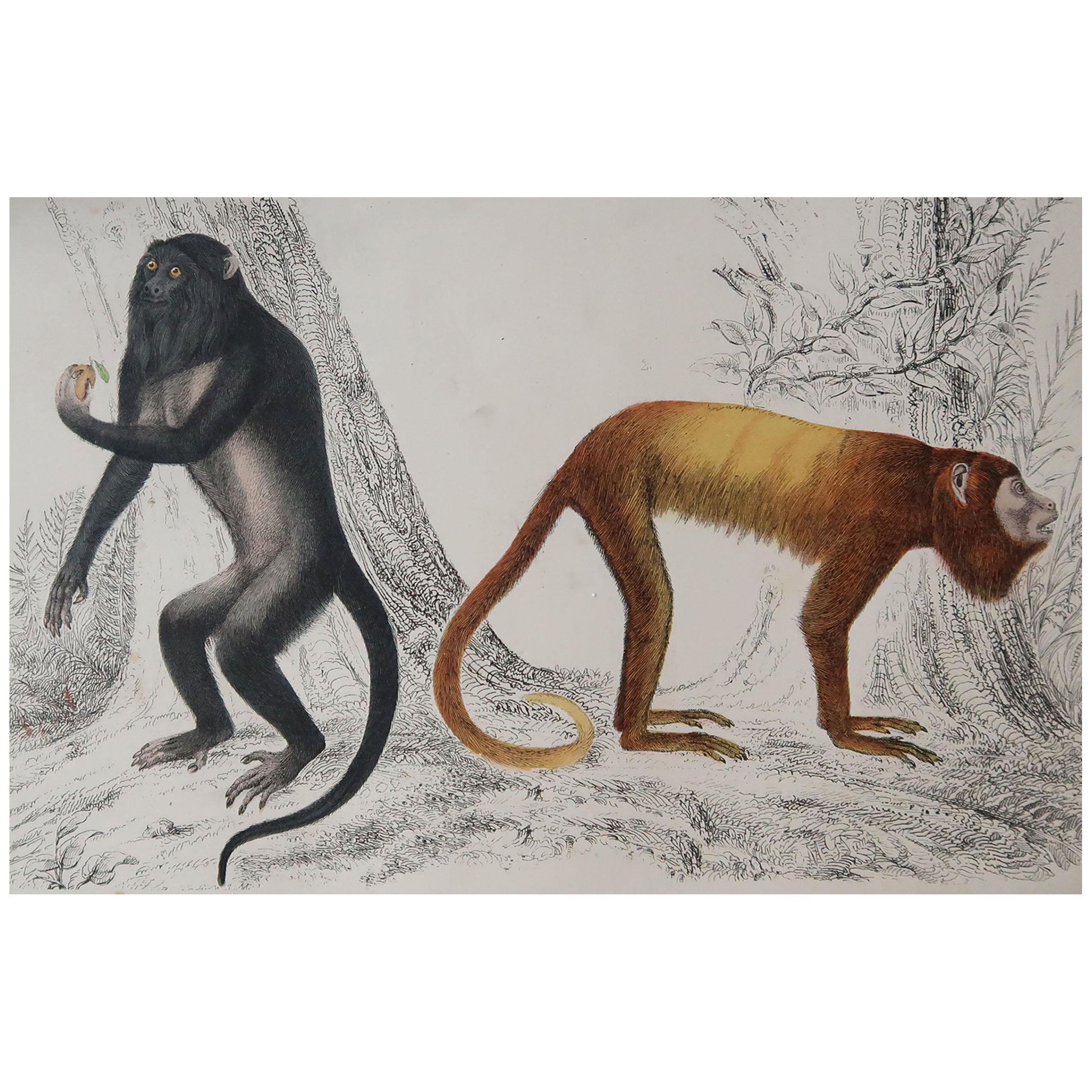 Set of 5 Antique Monkey Prints, Gorilla, Chimpanzee, by Brehm 'c.1890 ...