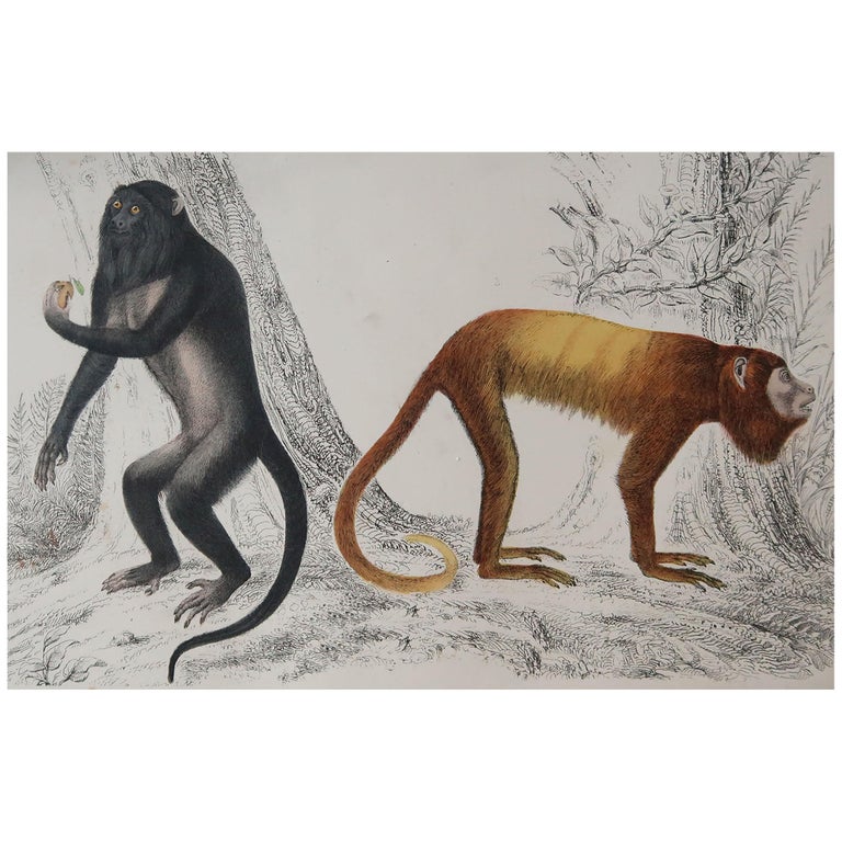 Original Antique Print of Monkeys, 1847 'Unframed' at 1stDibs