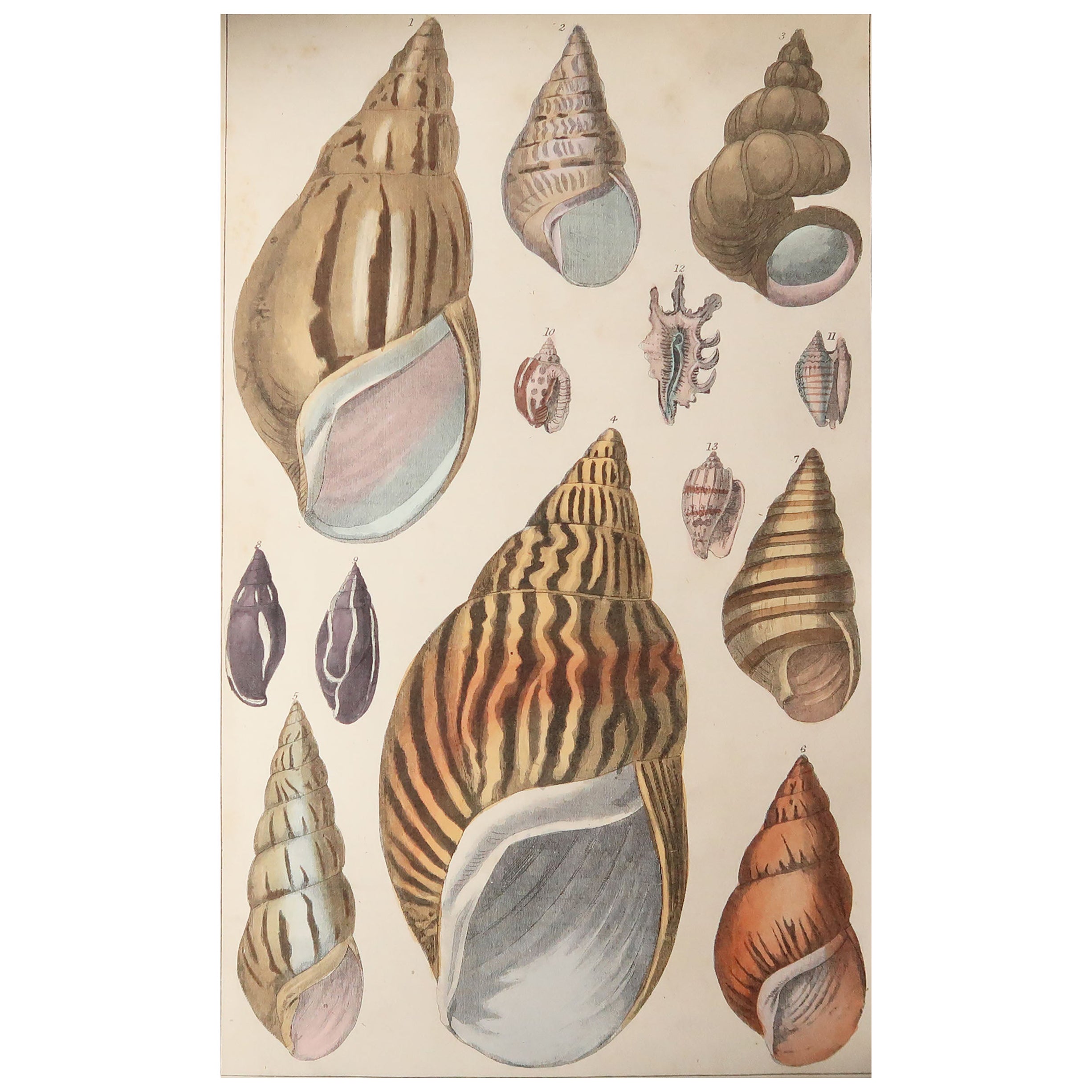 Original Antique Print of Shells, 1847 'Unframed' For Sale at 1stDibs