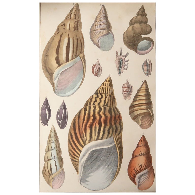 Original Antique Print of Shells, 1847 'Unframed' at 1stDibs