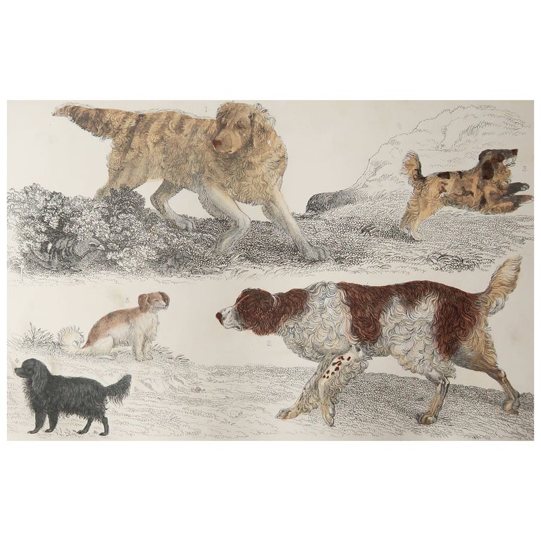 Original Antique Print of Dogs, 1847, 'Unframed' For Sale at 1stDibs