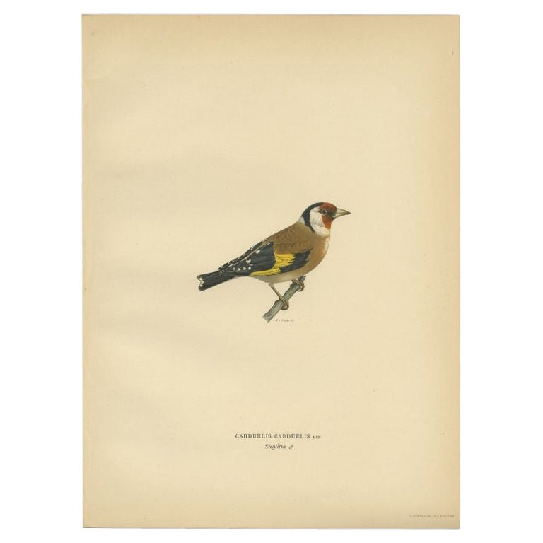 Stunning Antique Bird Print of the European Goldfinch, 1927 For Sale at ...