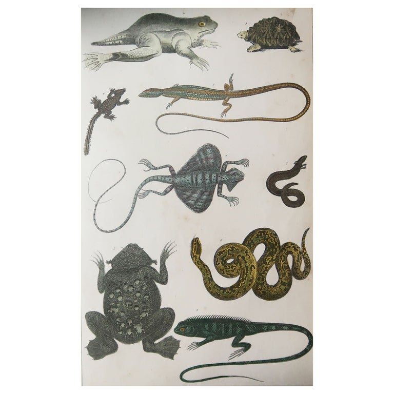 Original Antique Print of Frogs etc, 1847, 'Unframed' For Sale at 1stDibs