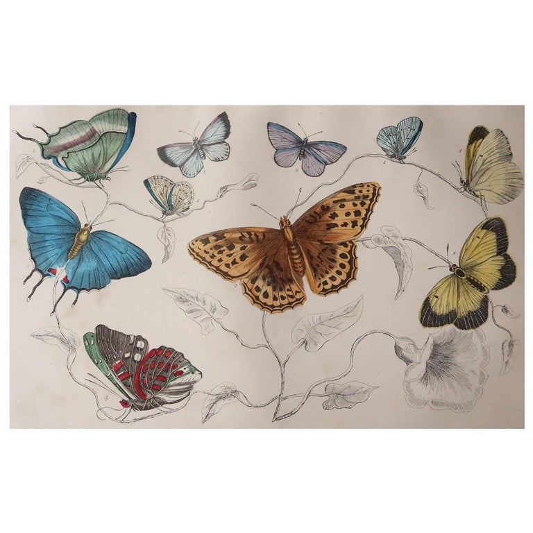 Original Antique Print of Butterflies, circa 1850, Unframed at 1stDibs
