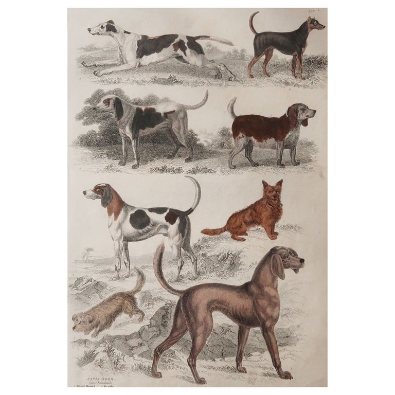 Large Original Antique Natural History Print, Dogs, circa 1835 at 1stDibs