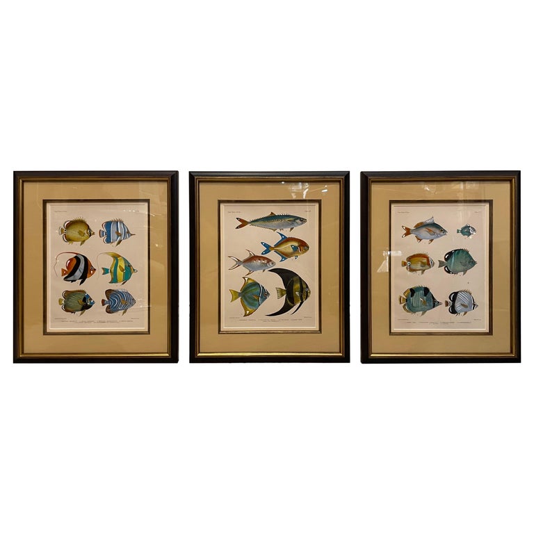 Set of Three Vintage Hand Colored Fish Species Engravings For Sale at ...