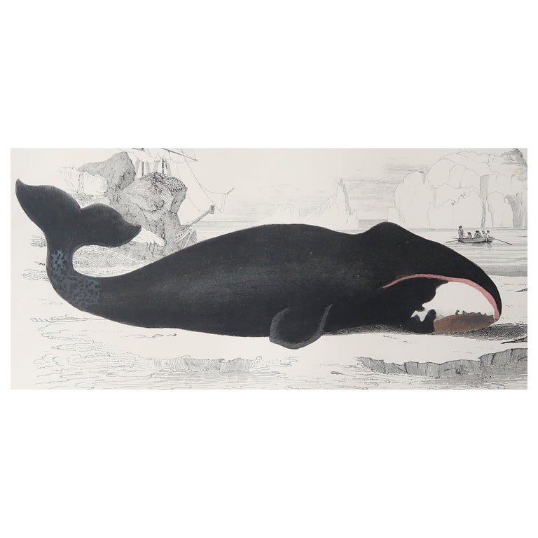 Original Antique Print of a Whale, 1847 'Unframed' For Sale at 1stDibs