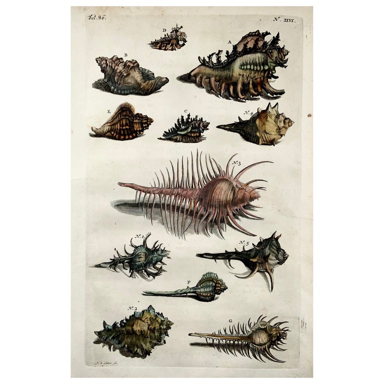 Eberhard Rumpf, Sybilla Merian, Sea Shells, Marine Life, Folio, Hand ...