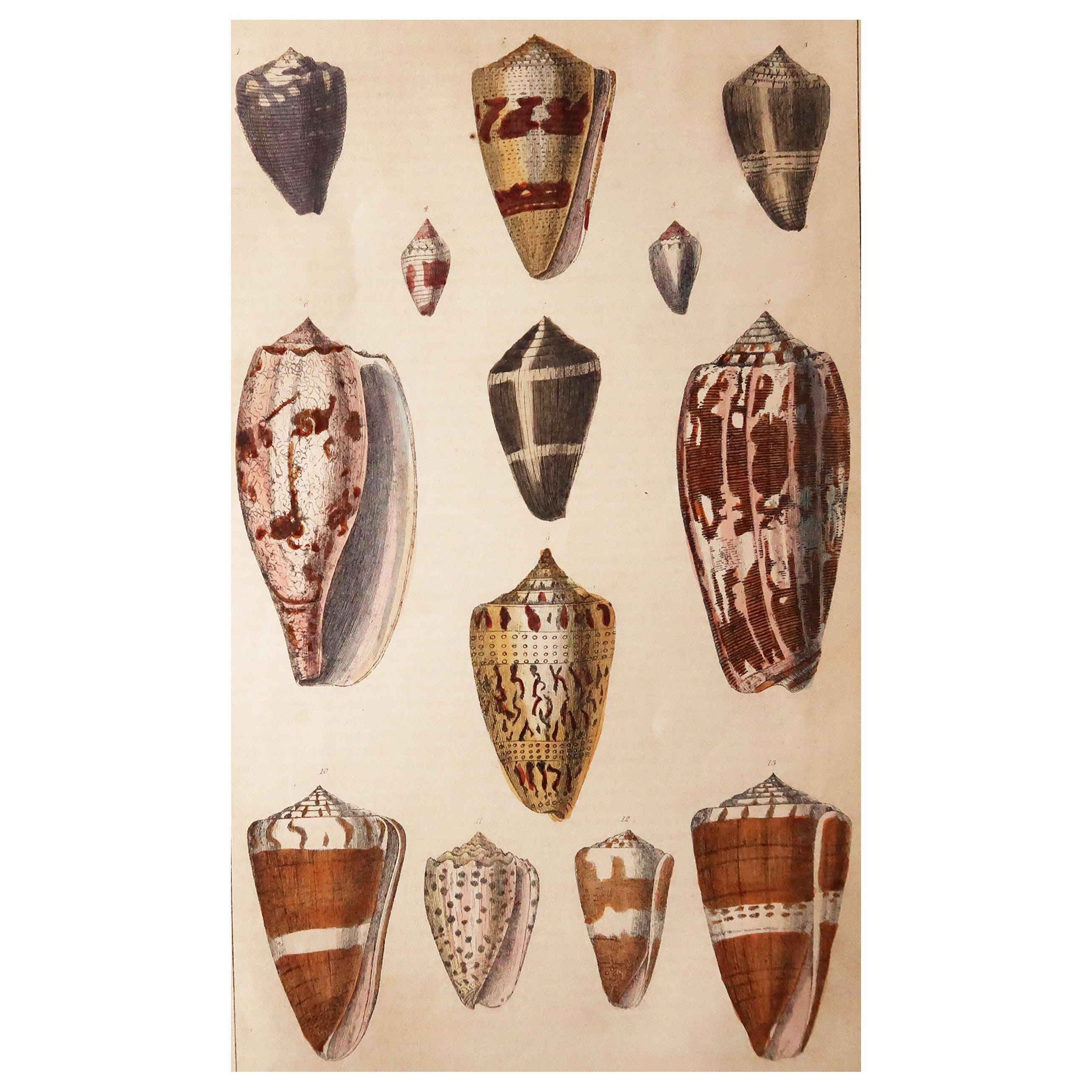 Original Antique Print of Shells, 1847 'Unframed' For Sale at 1stDibs