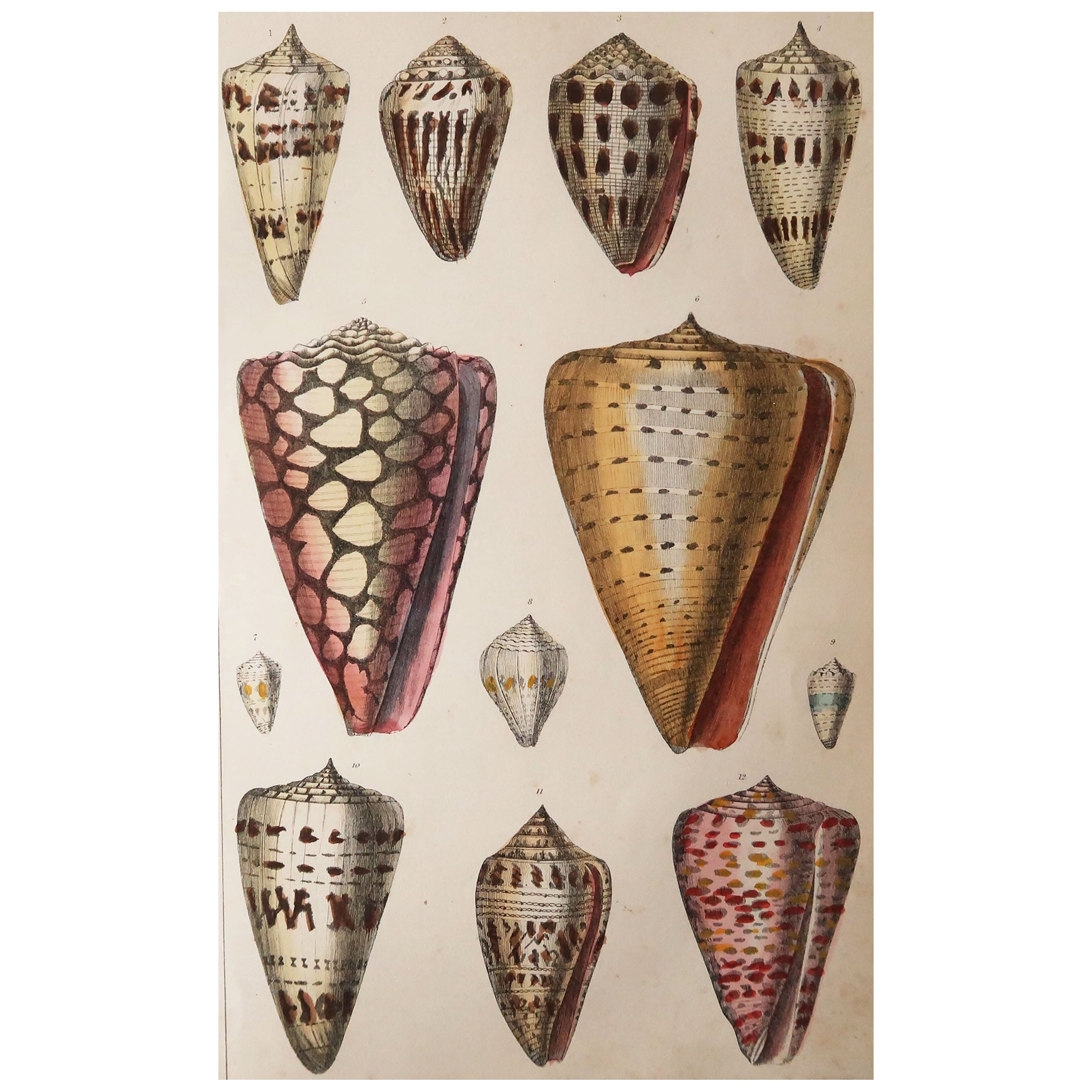 Original Antique Print of Shells, 1847 'Unframed' For Sale at 1stDibs