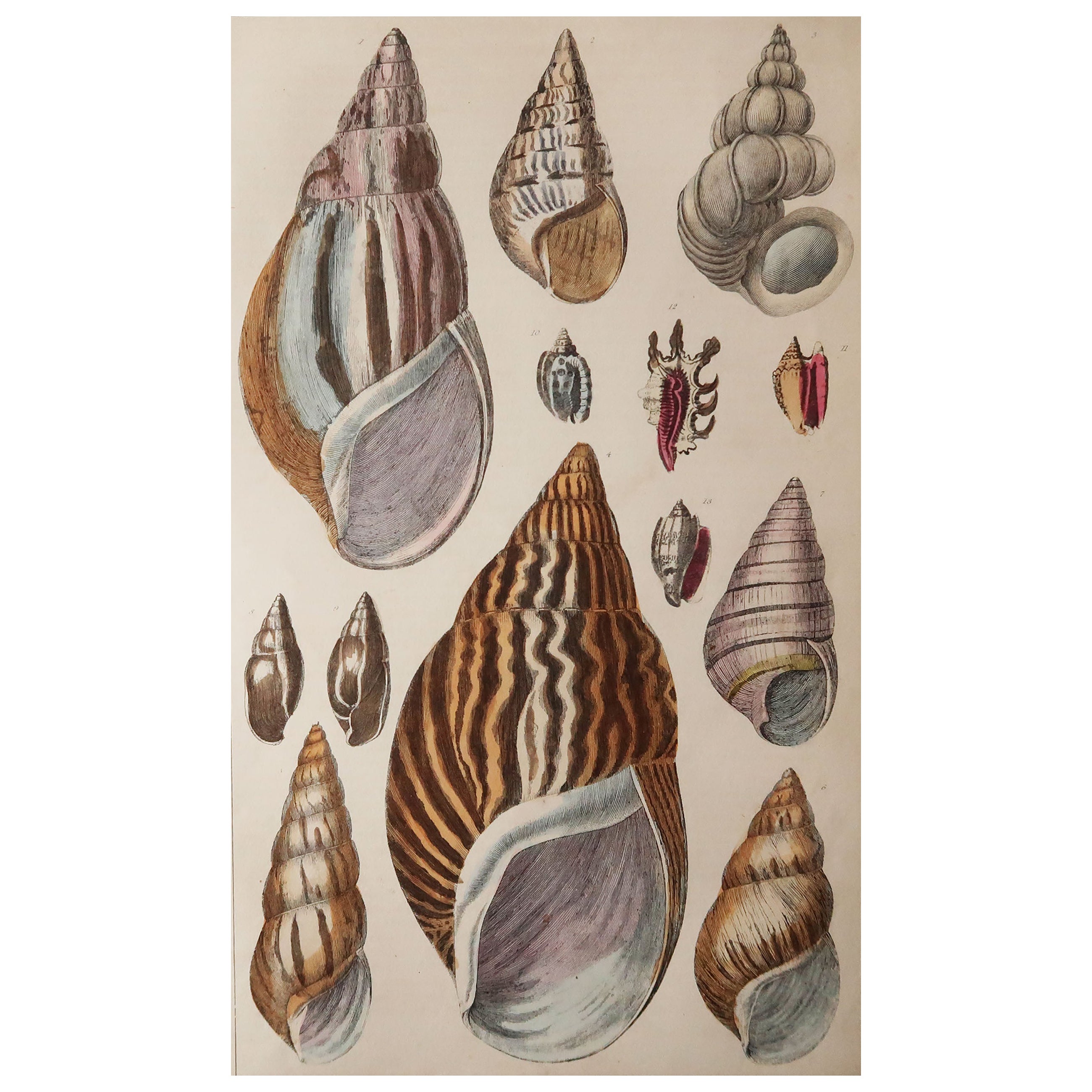 Original Antique Print of Shells, 1847 'Unframed' at 1stDibs