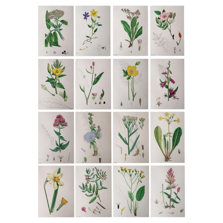 Set of 16 Original Antique Botanical Prints, Circa 1850 at 1stDibs