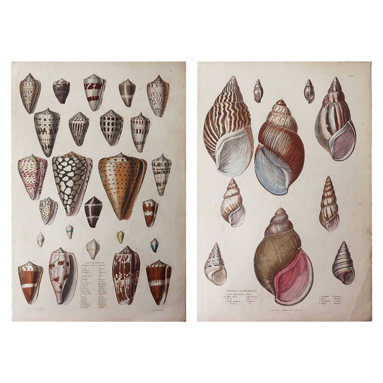 Pair of Large Original Antique Natural History Prints, Shells, circa ...