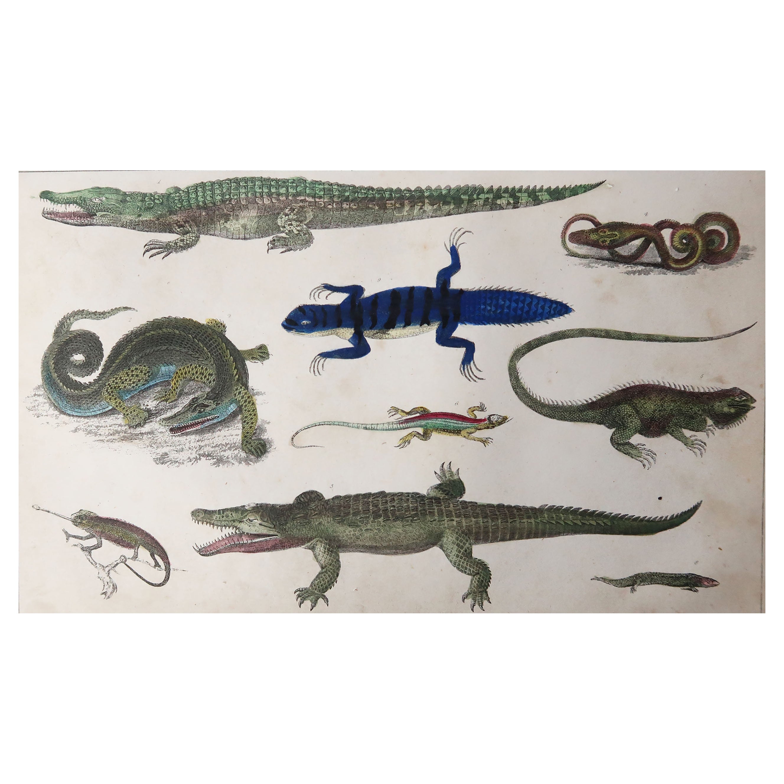 Original Antique Print of Bee-Eaters, 1847 'Unframed' For Sale at 1stDibs