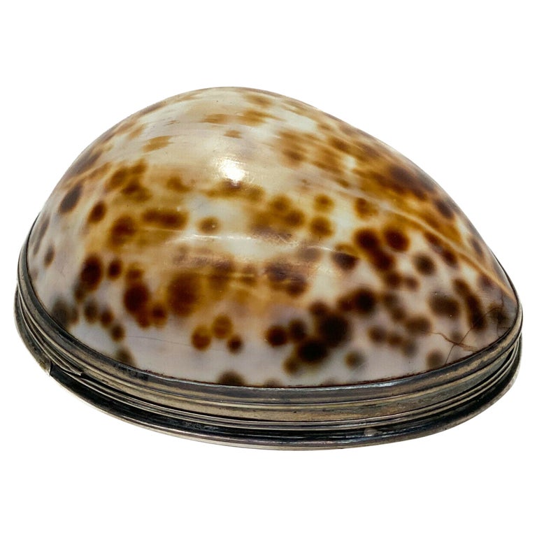 Scottish Sterling Silver Cowry Shell Snuff Box, George III, 1799 For ...