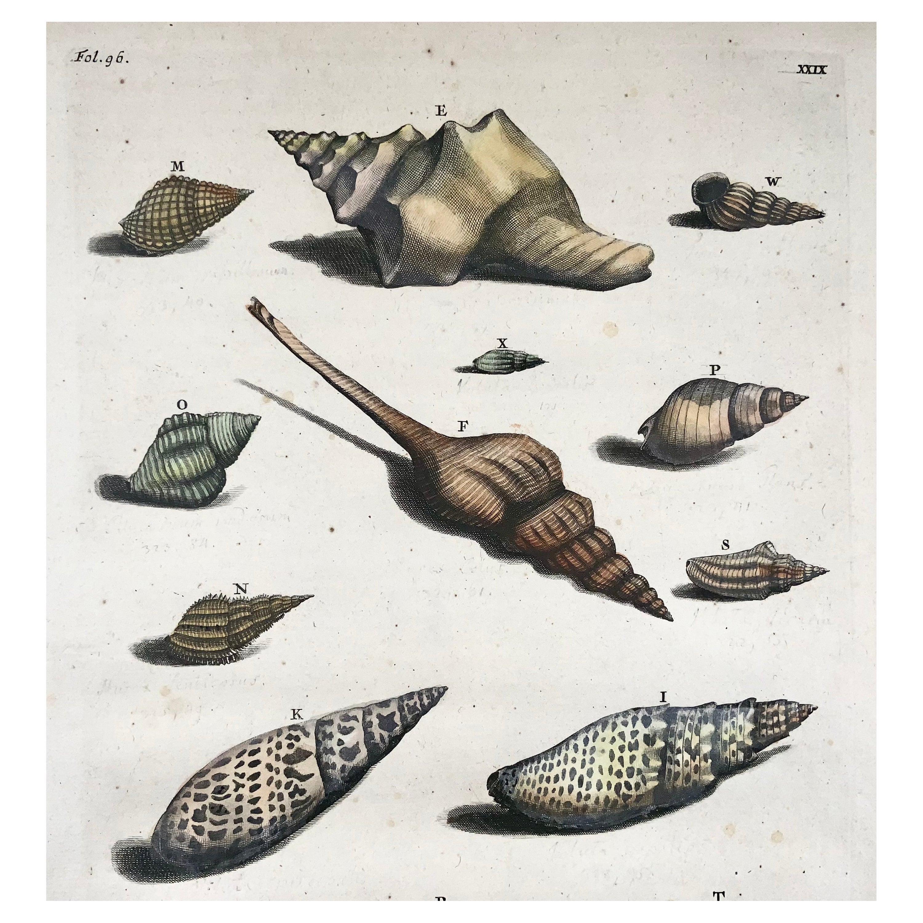 Eberhard Rumpf, Sybilla Merian, Sea Shells, Marine Life, Folio, Hand ...