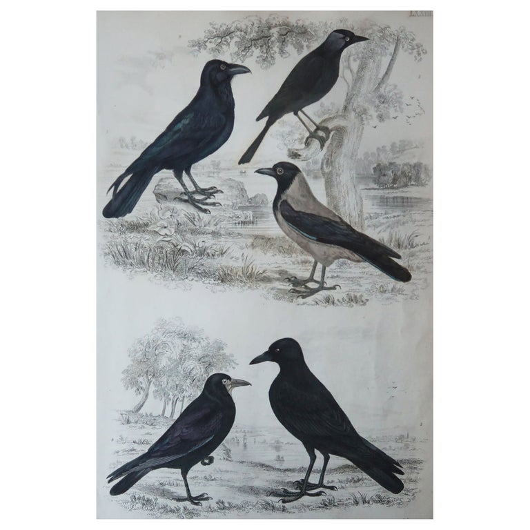 Large Original Antique Natural History Print, Crows, circa 1835 at 1stDibs Large Original Antique Natural History Print, Crows, circa 1835 at 1stDibs