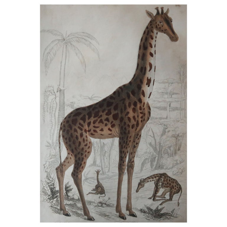 Large Original Antique Natural History Print, Giraffe, circa 1835 at ... Large Original Antique Natural History Print, Giraffe, circa 1835 at ...