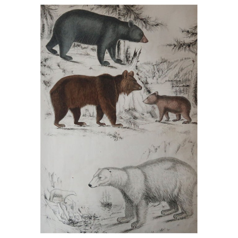 Large Original Antique Natural History Print, Bears, circa 1835 For ...