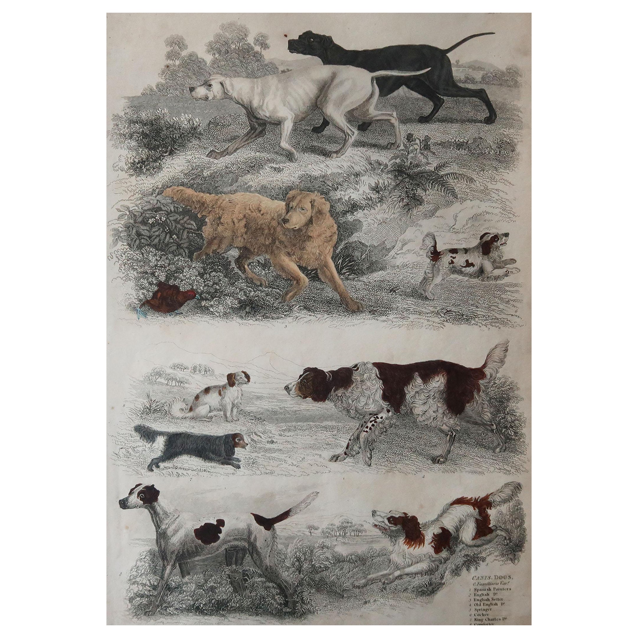 Large Original Antique Natural History Print, Dogs, circa 1835 at 1stDibs