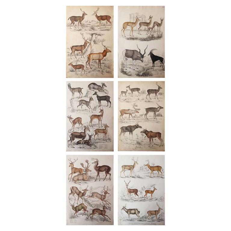 Set of 6 Original Antique Prints of Deer, 1830s For Sale at 1stDibs