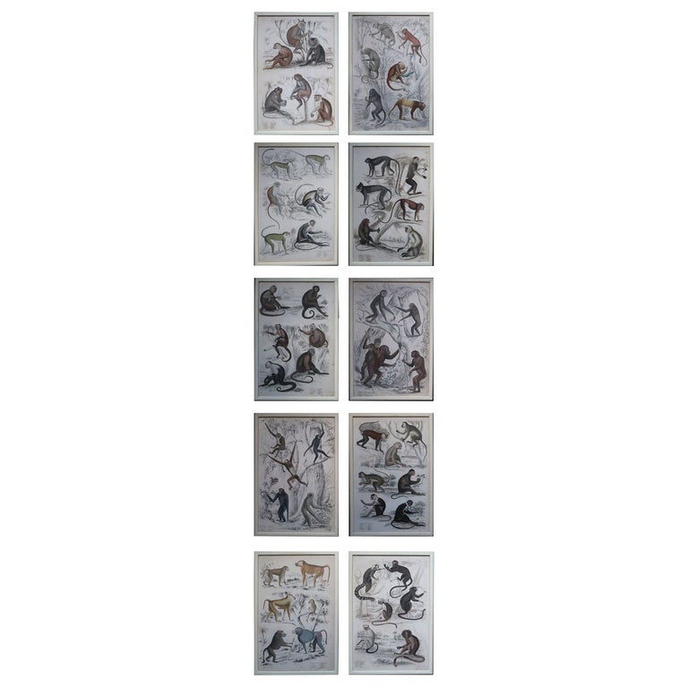 Set of 10 Original Antique Monkey Prints in Cream Painted Frames, 1830s ...