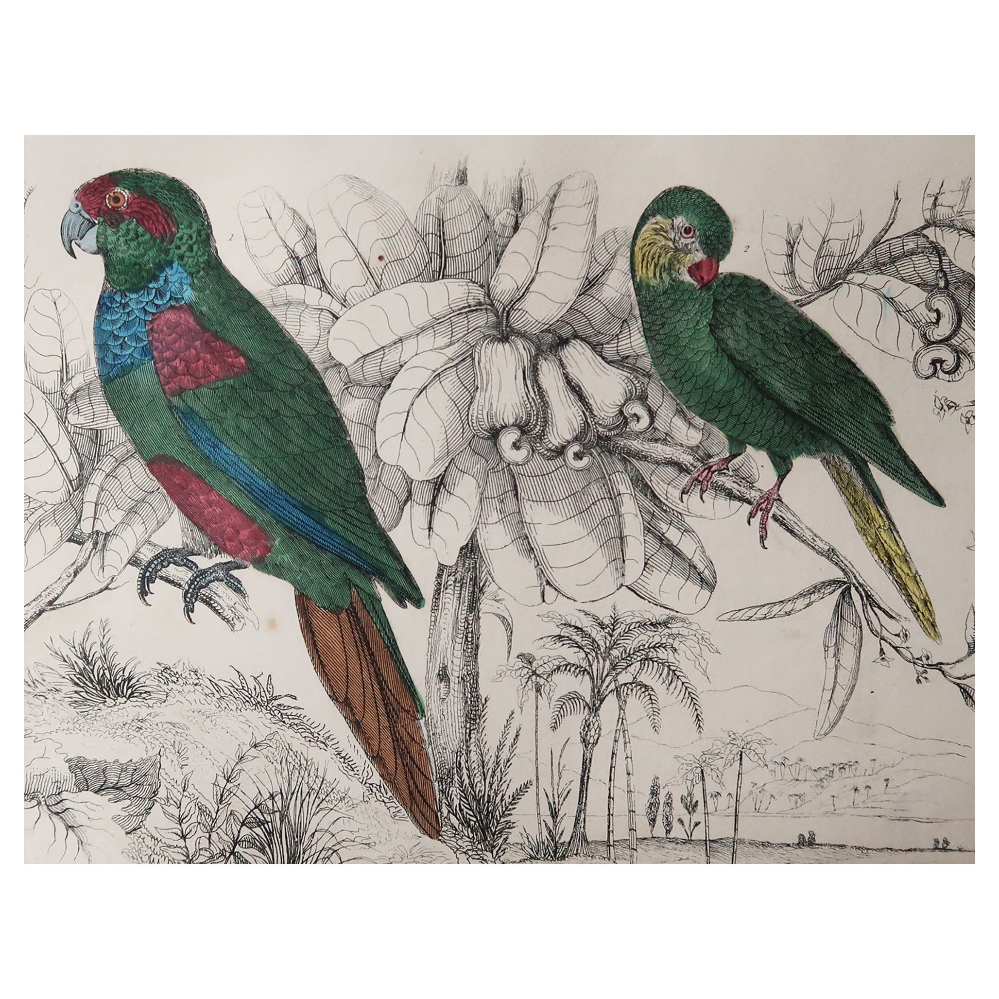 Original Antique Print of Parrots, 1847 'Unframed' at 1stDibs