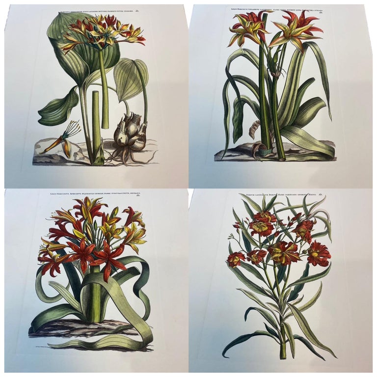 Italian Contemporary Hand Painted Botanical Print, Set of 4 For Sale at ...