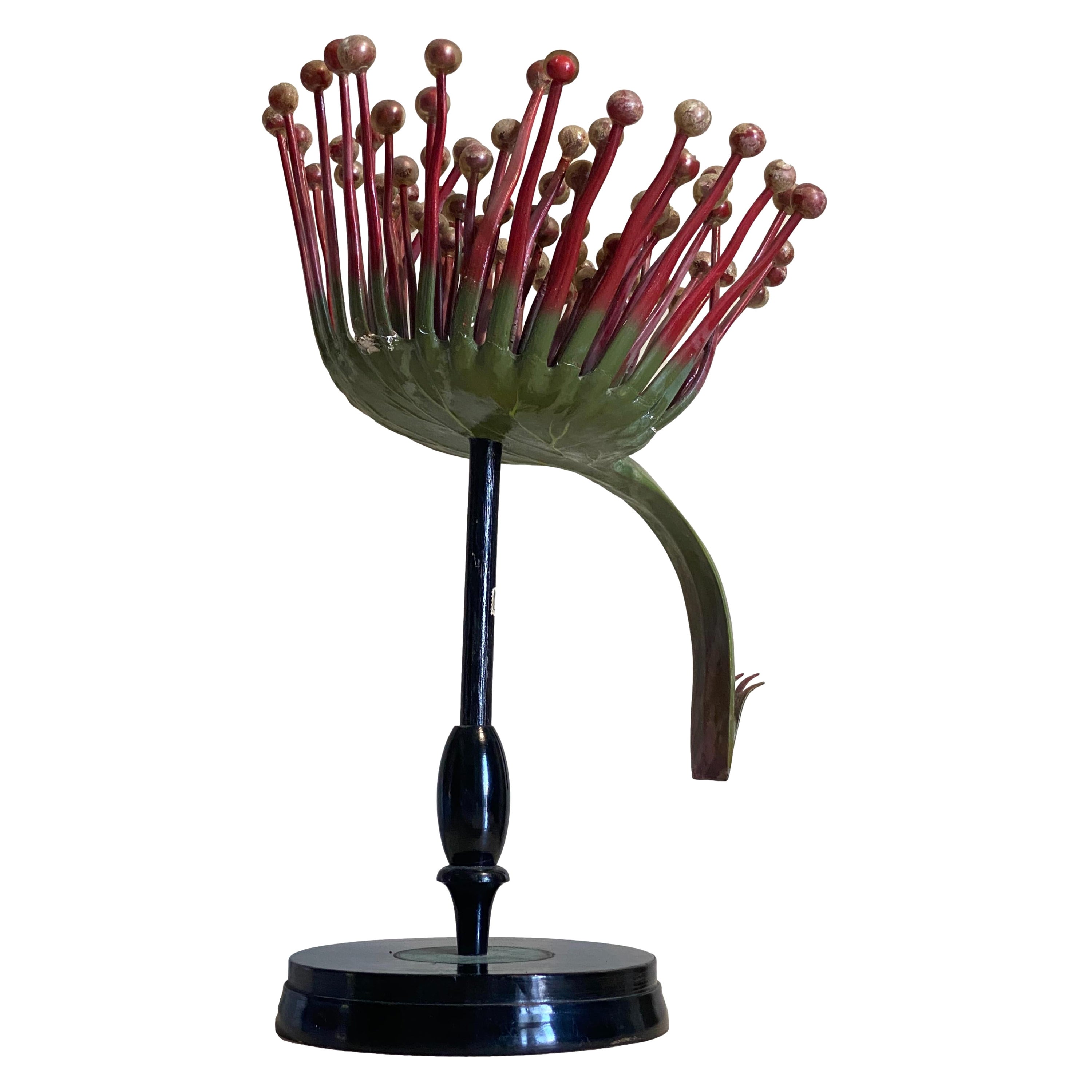 Robert Brendel's Botanical Model "Atropa", Germany, 1900s For Sale at ...