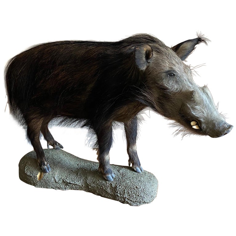 Wild Boer Taxidermy Full Mount on Naturalistic Base at 1stDibs