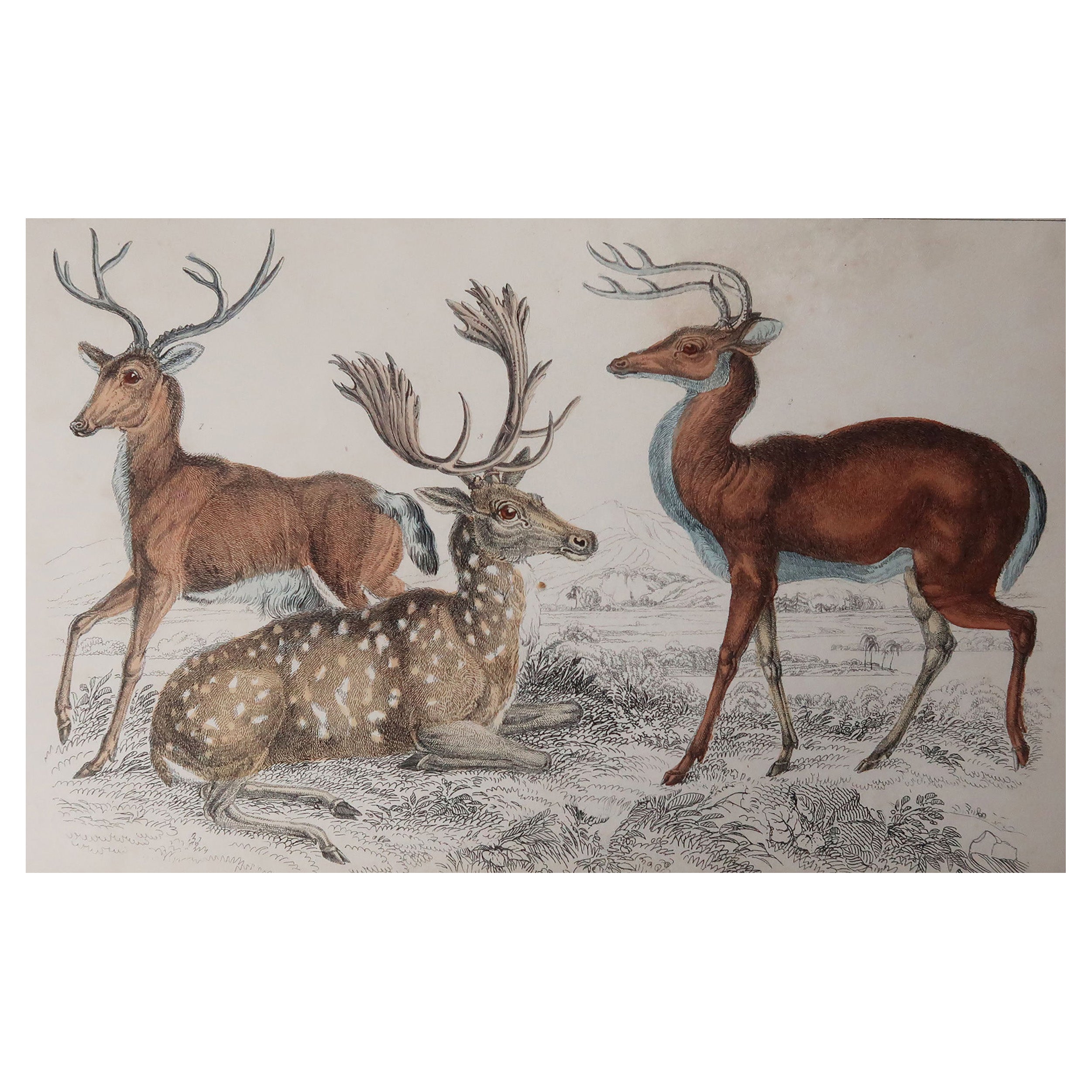 Original Antique Print of an English Sporting Dog, 1847 For Sale at 1stDibs