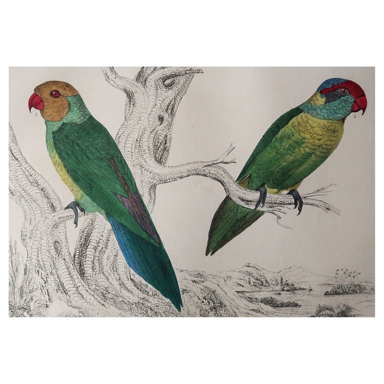 Original Antique Print of Parrots, 1847, 'Unframed' at 1stDibs